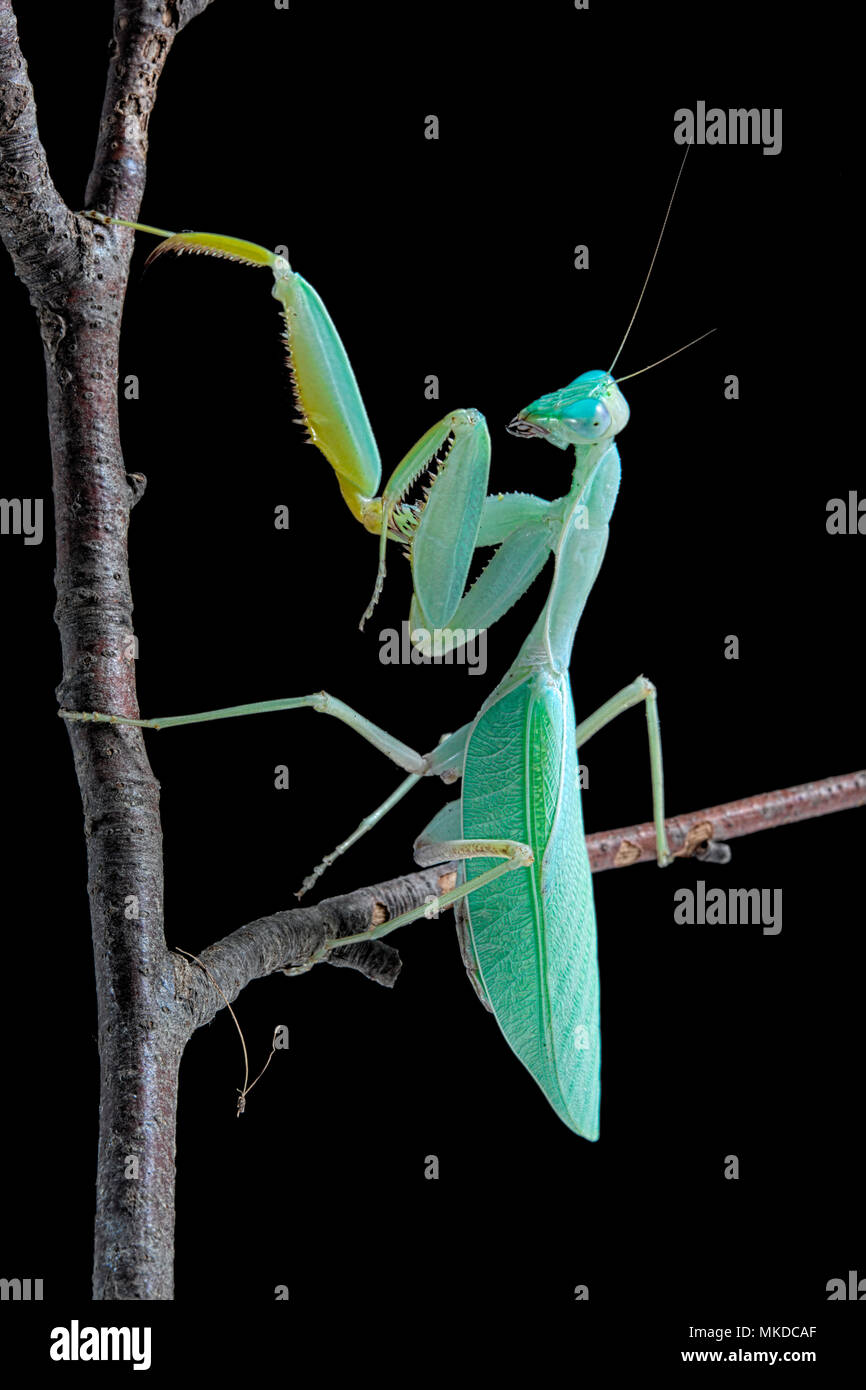 African praying mantis (Sphodromantis lineola) on black background ...