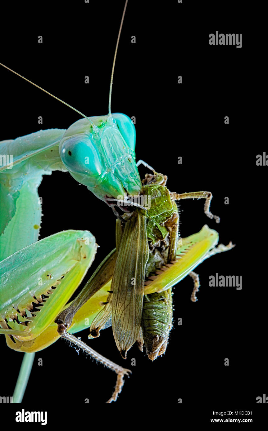 African praying mantis (Sphodromantis lineola) feeding on locust on ...