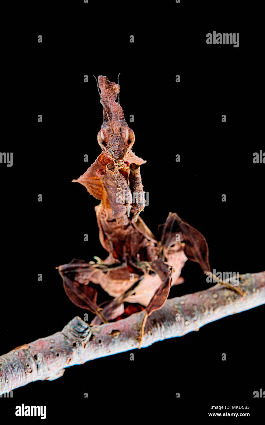 Ghost mantis (Phyllocrania paradoxa) on black background Stock Photo ...