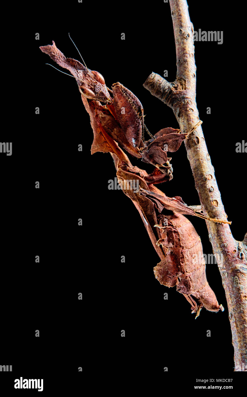 Ghost mantis (Phyllocrania paradoxa) on black background Stock Photo ...