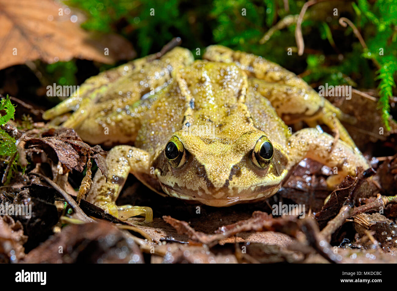 Frog rana sp hi-res stock photography and images - Alamy