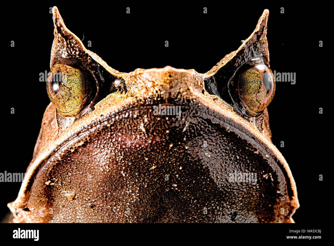 Long nosed horned frogs hi-res stock photography and images - Alamy