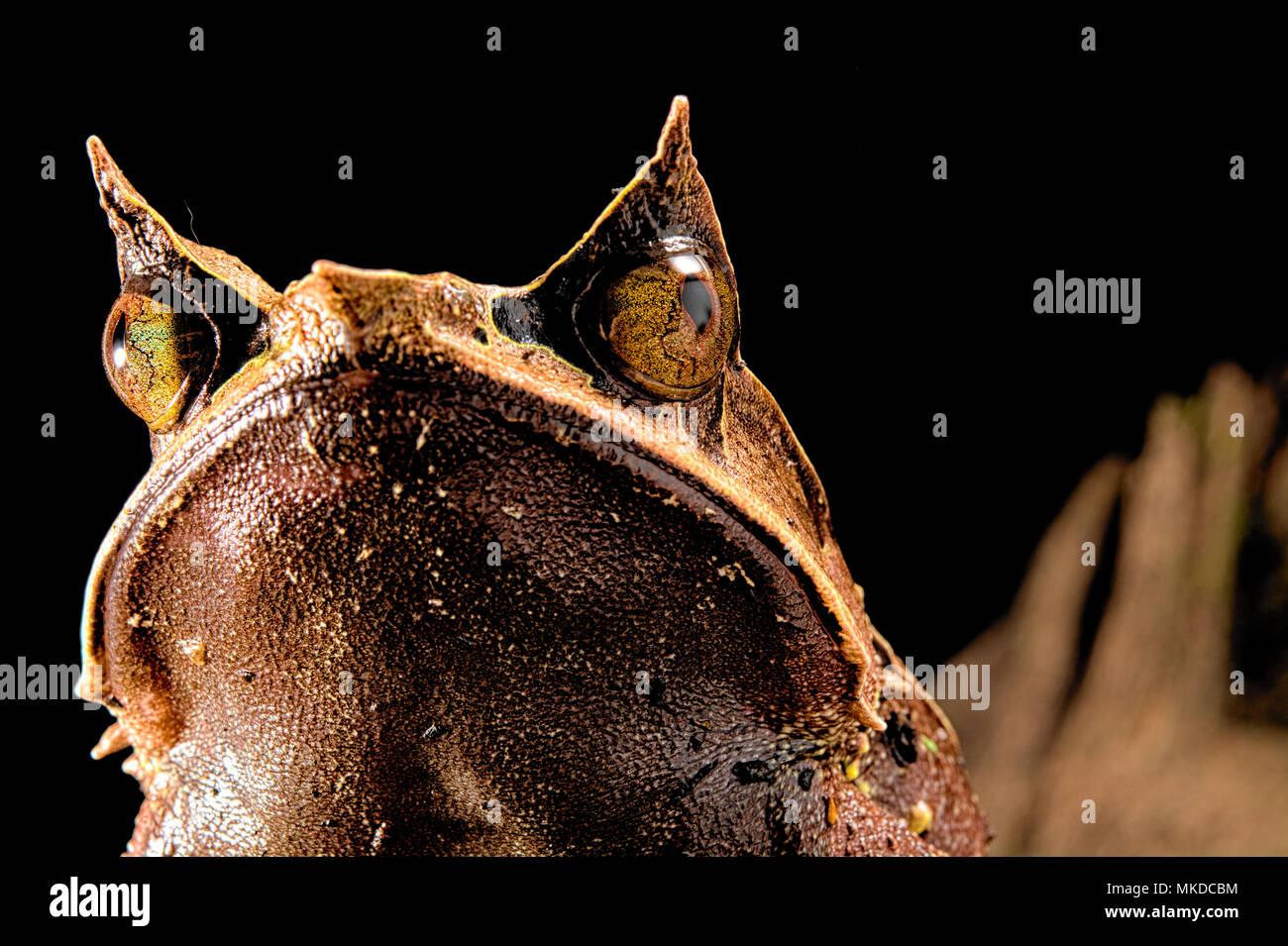 Long-nosed horned frog (Megophrys nasuta) on black background Stock ...