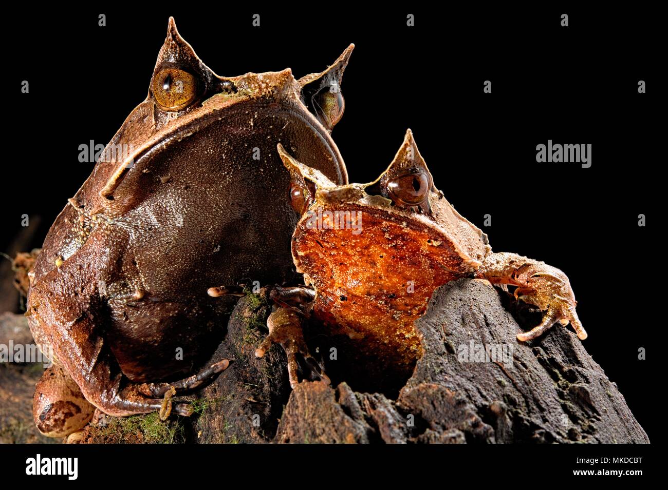 Long-nosed horned frogs (Megophrys nasuta) on black background Stock ...