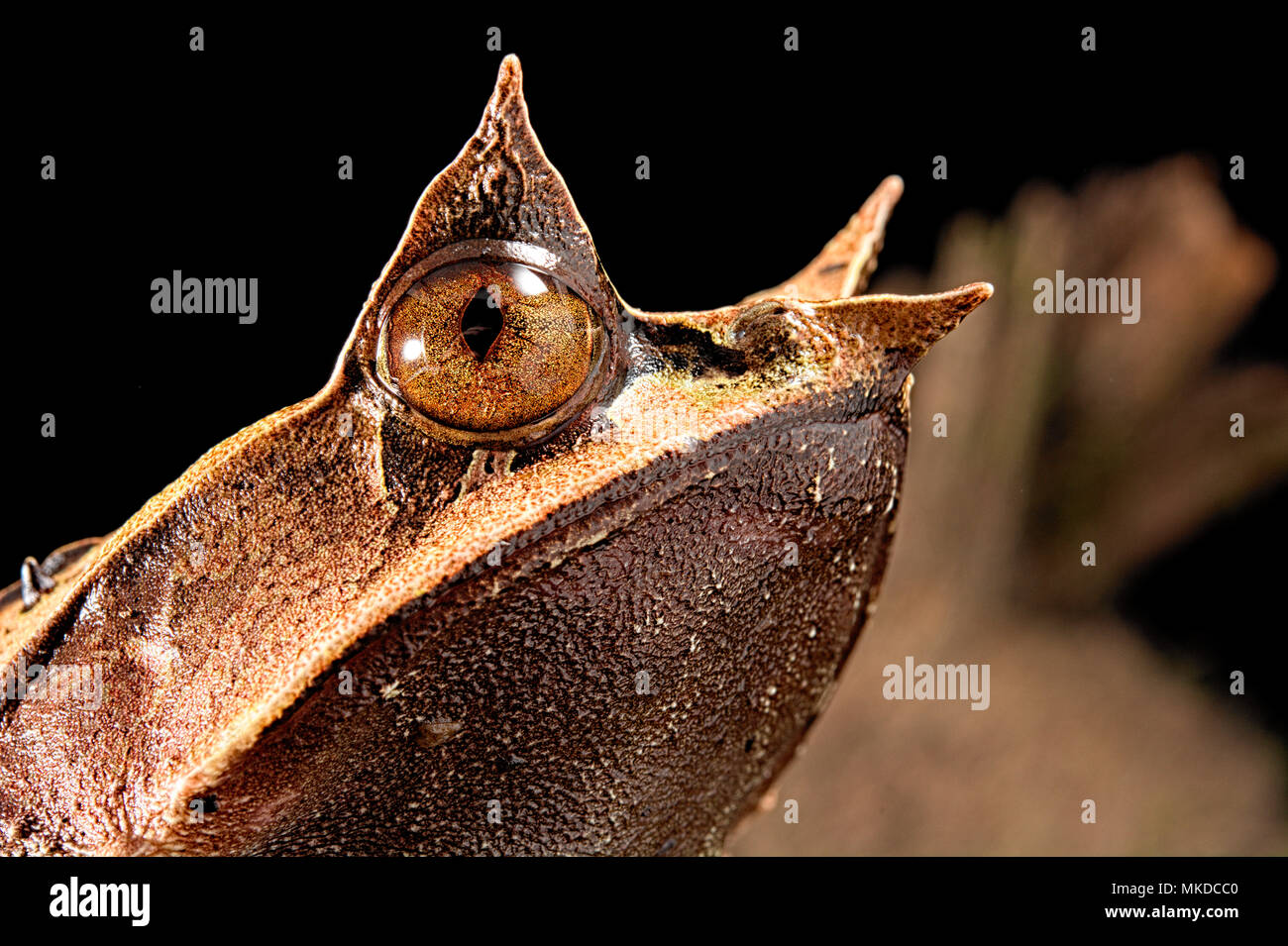 Long-nosed horned frog (Megophrys nasuta) on black background Stock ...