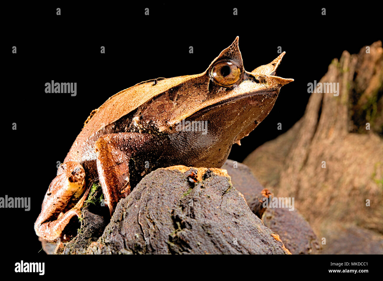 Long-nosed horned frog (Megophrys nasuta) on black background Stock ...