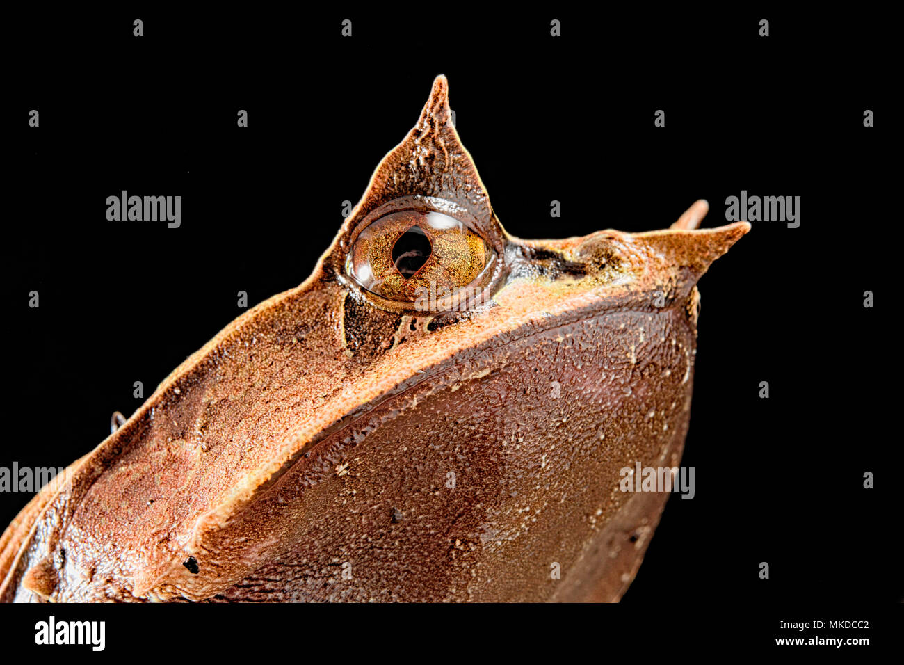 Long-nosed horned frog (Megophrys nasuta) on black background Stock ...
