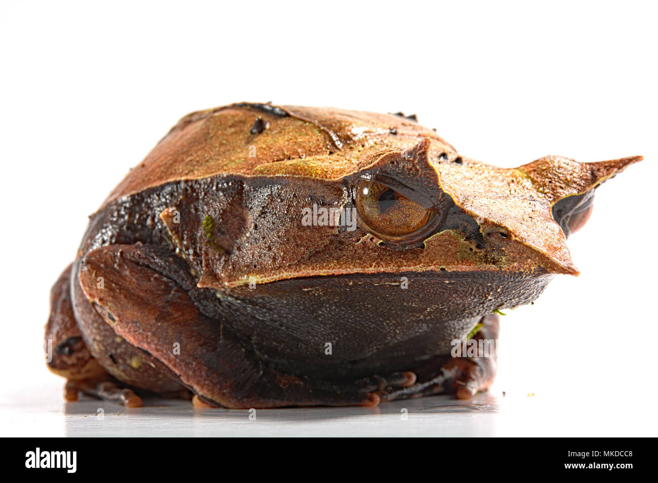 Long-nosed horned frog (Megophrys nasuta) on white background Stock ...