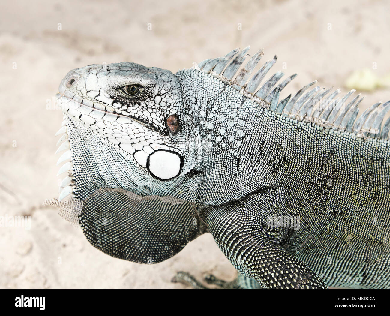 Portrait of Common Iguana (Iguana iguana), Club Med beach, Saint Anne ...