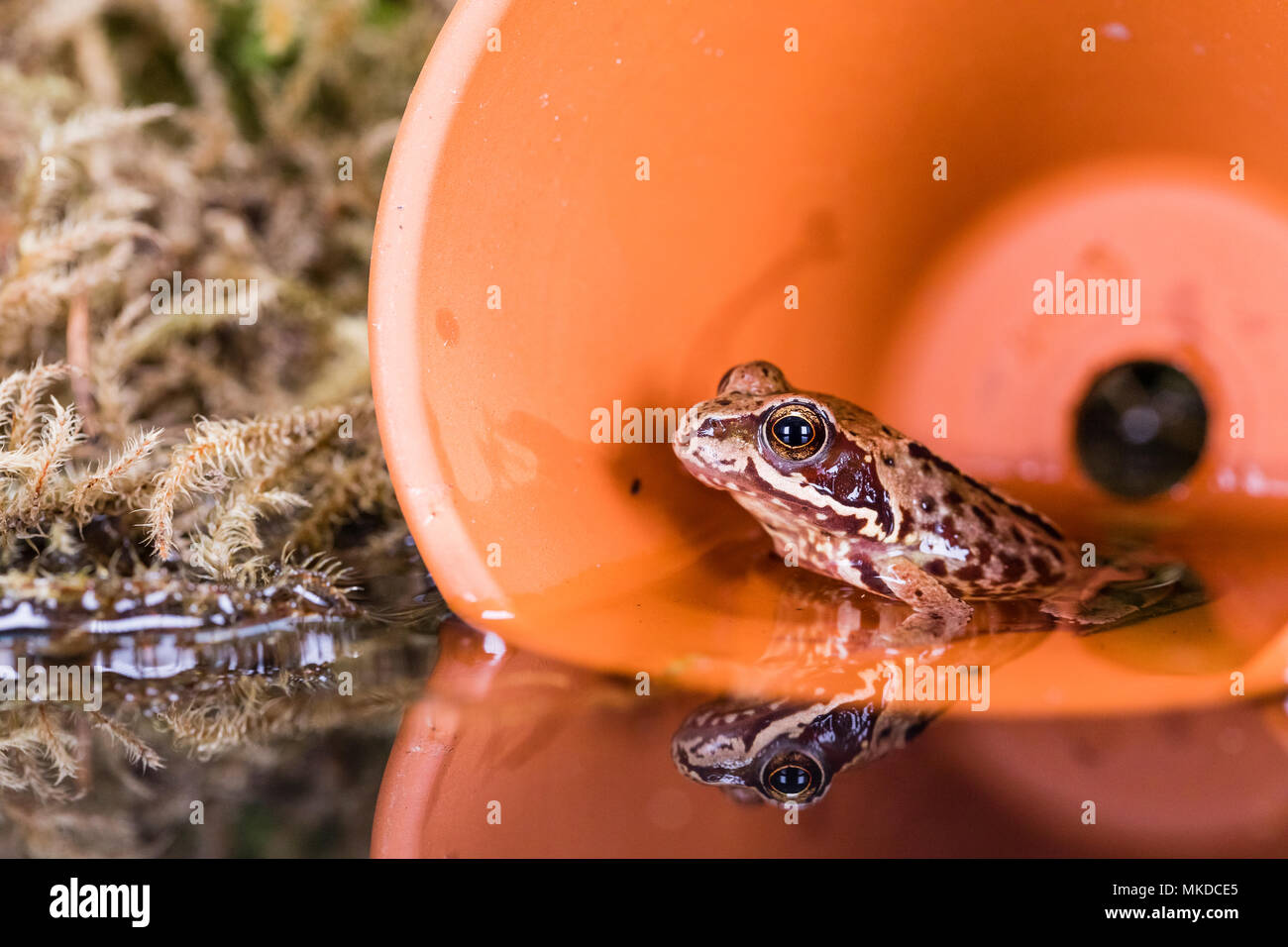 Common frog photographed in a studio set-up before being released ...