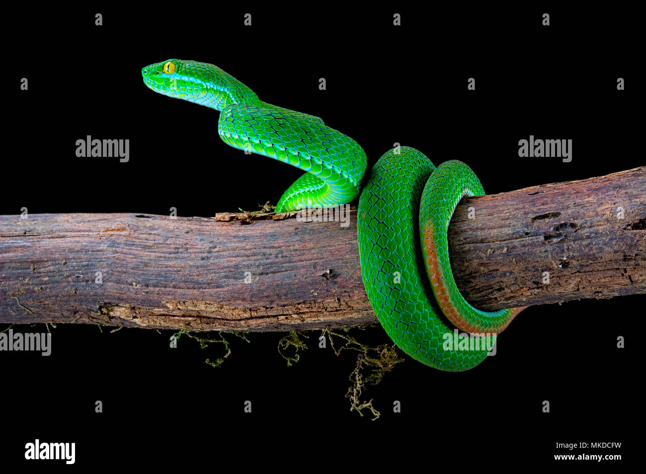 Large-eyed Pit Viper (Trimeresurus macrops) male on black background ...