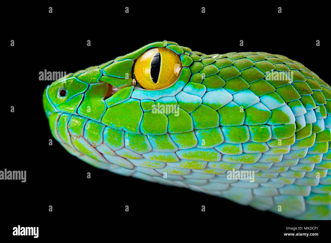 Large-eyed Pit Viper (Trimeresurus macrops) portrait of male on black ...