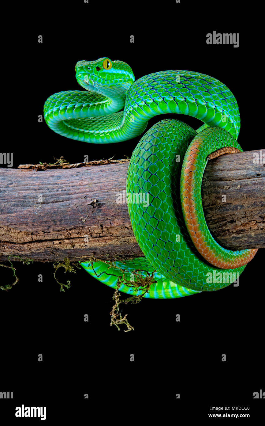 Large-eyed Pit Viper (Trimeresurus macrops) male on black background ...