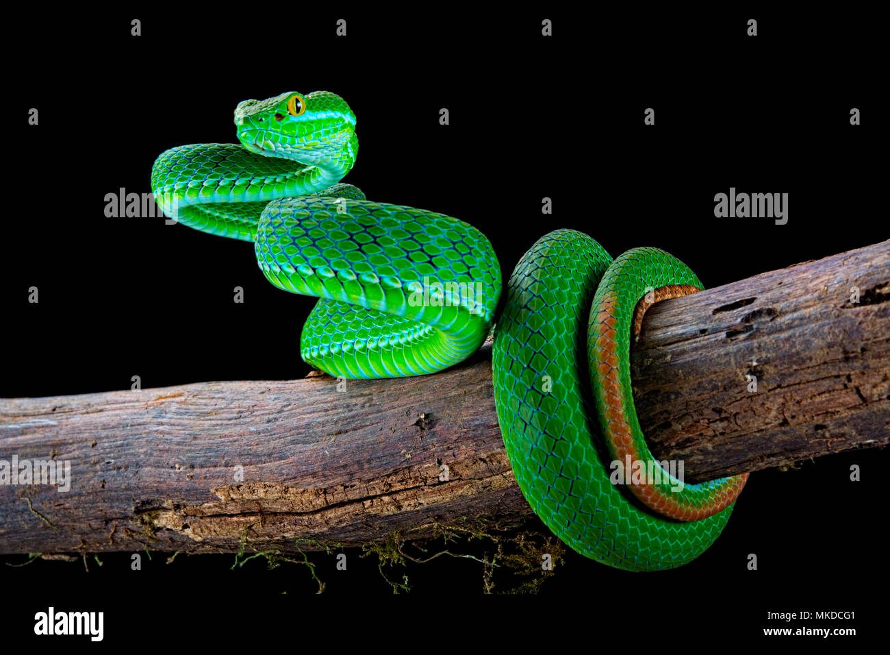 Large-eyed Pit Viper (Trimeresurus macrops) male on black background ...