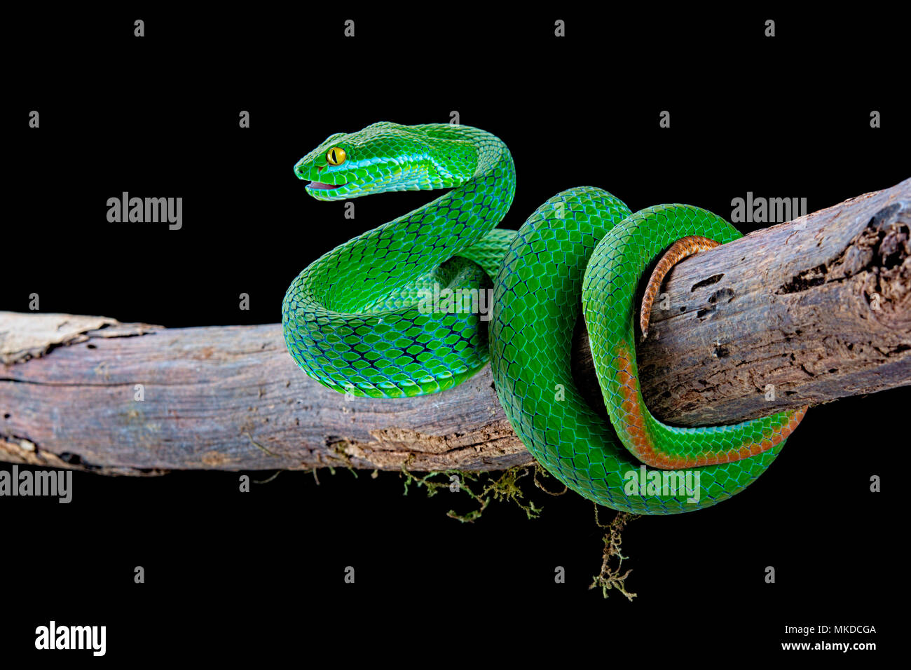 Large eyed pit viper trimeresurus macrops hi-res stock photography and ...
