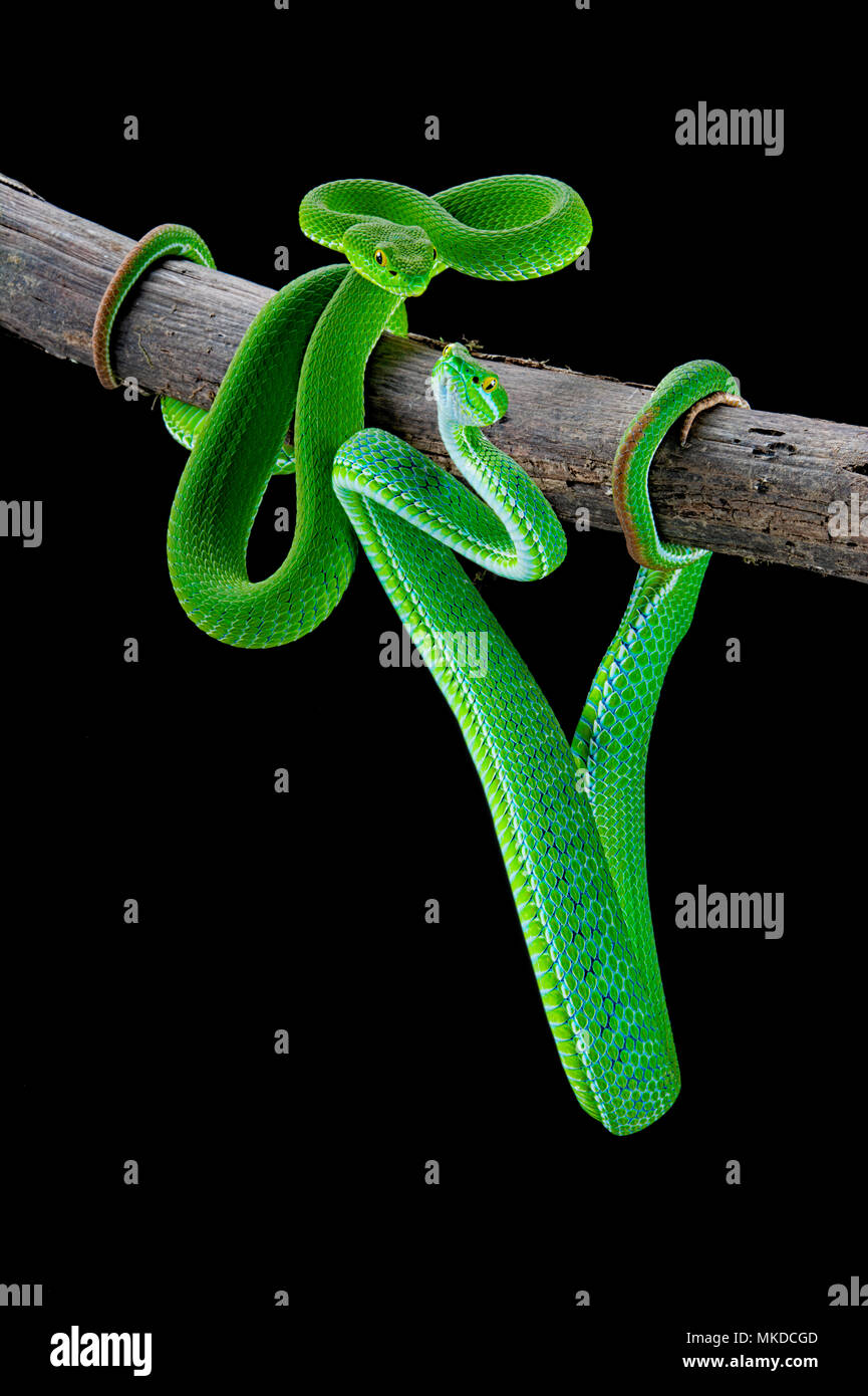 Large-eyed Pit Viper (Trimeresurus macrops) paire on black background ...
