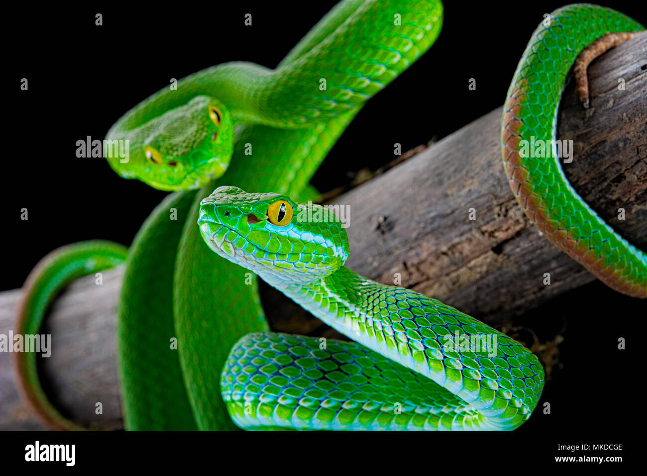 Large-eyed Pit Viper (Trimeresurus macrops) pair on black background ...