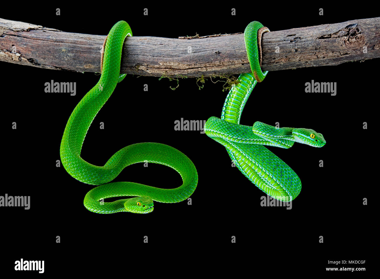 Large-eyed Pit Viper (Trimeresurus macrops) paire on black background ...