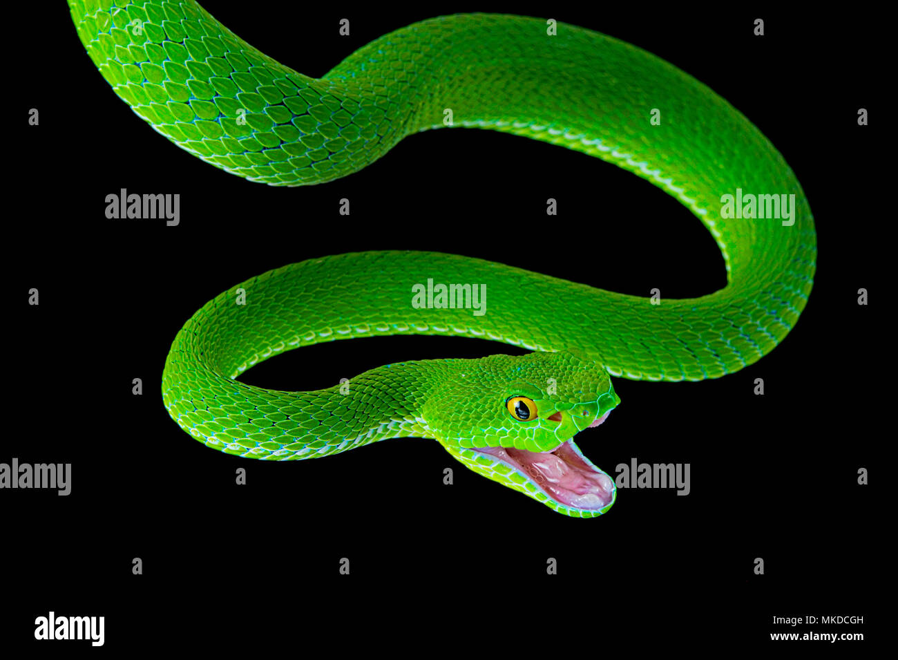Large-eyed Pit Viper (Trimeresurus macrops) female on black background ...