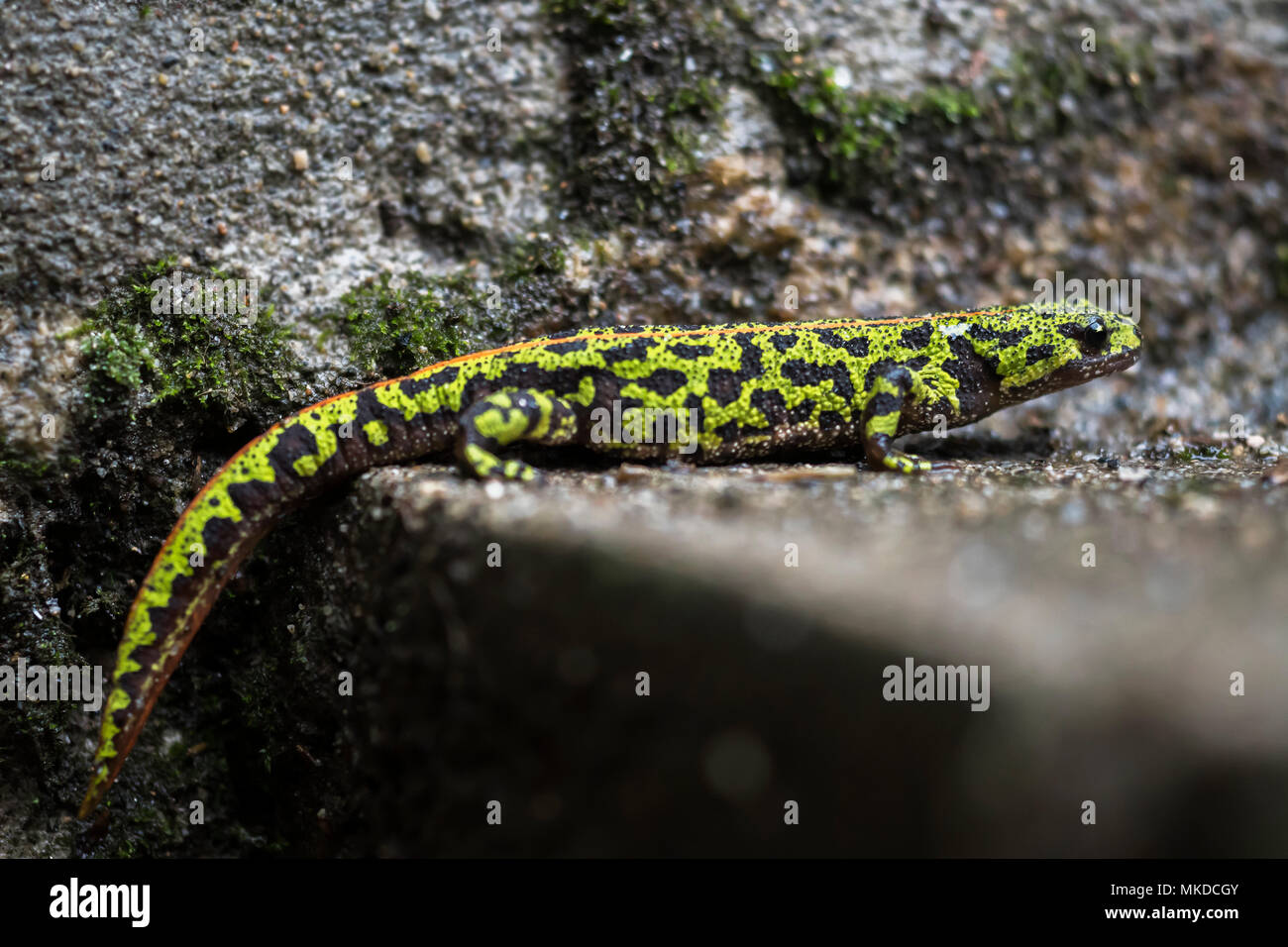 European newt species hi-res stock photography and images - Alamy