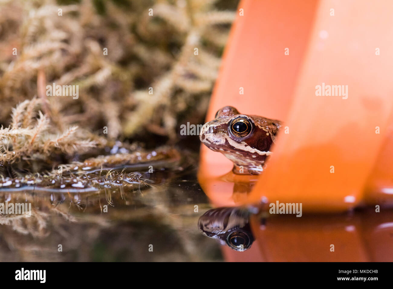Common frog photographed in a studio set-up before being released ...