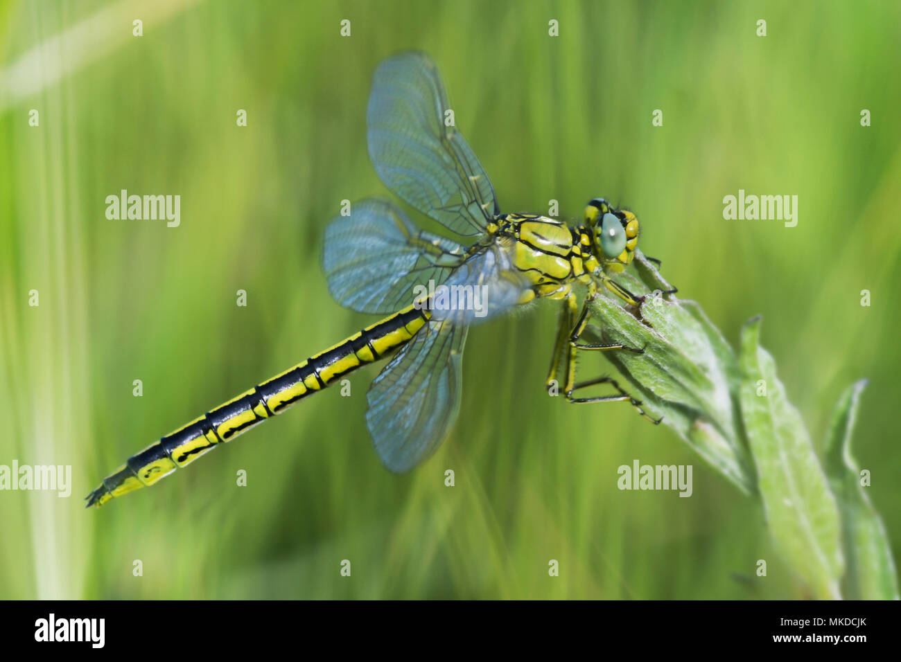 Yellow-legged Clubtail (Gomphus pulchellus) female on a wild plant in a ...