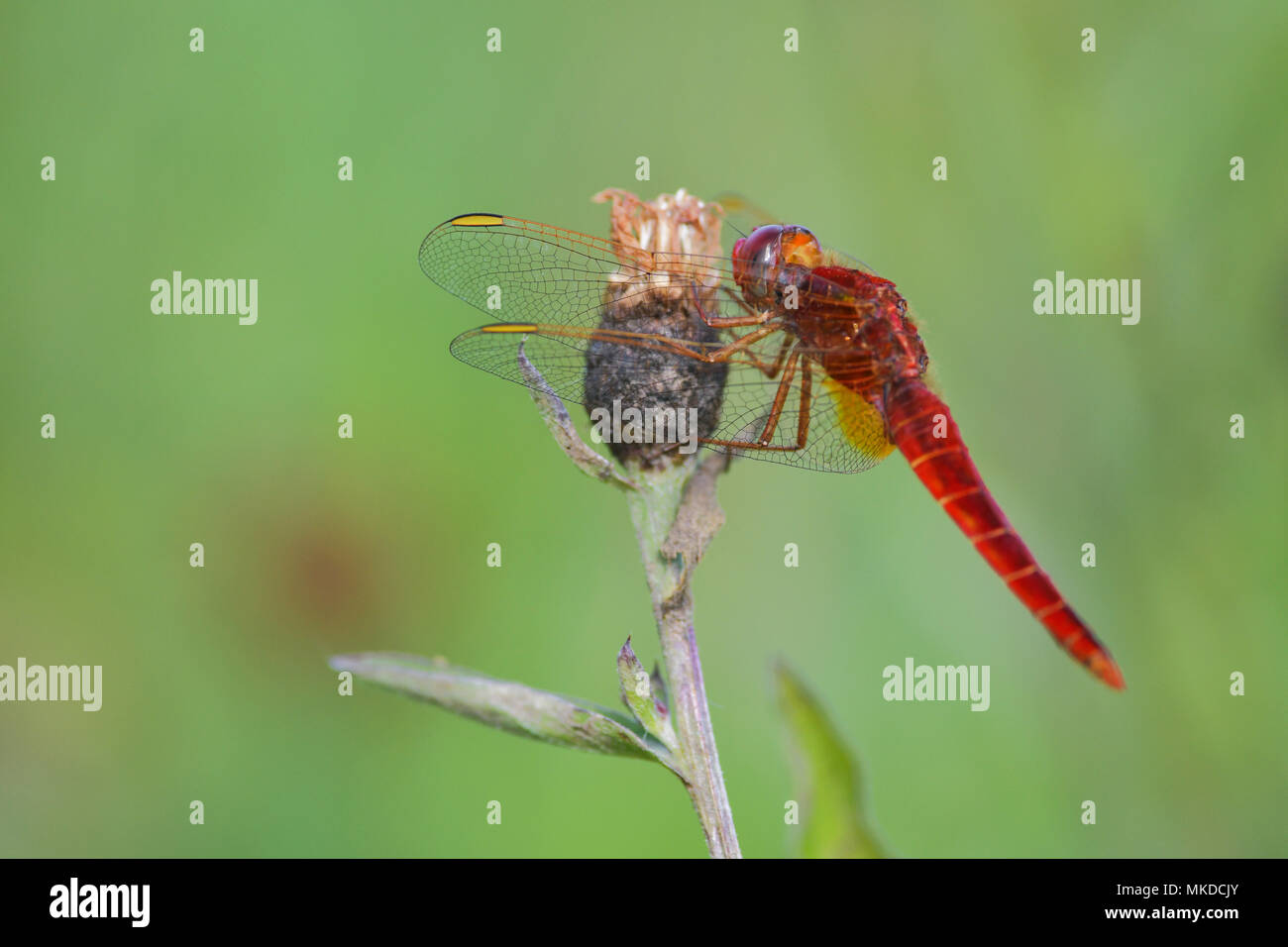 Scarlet Dragonfly (Crocothemis erythraea) a spring evening in a wet ...