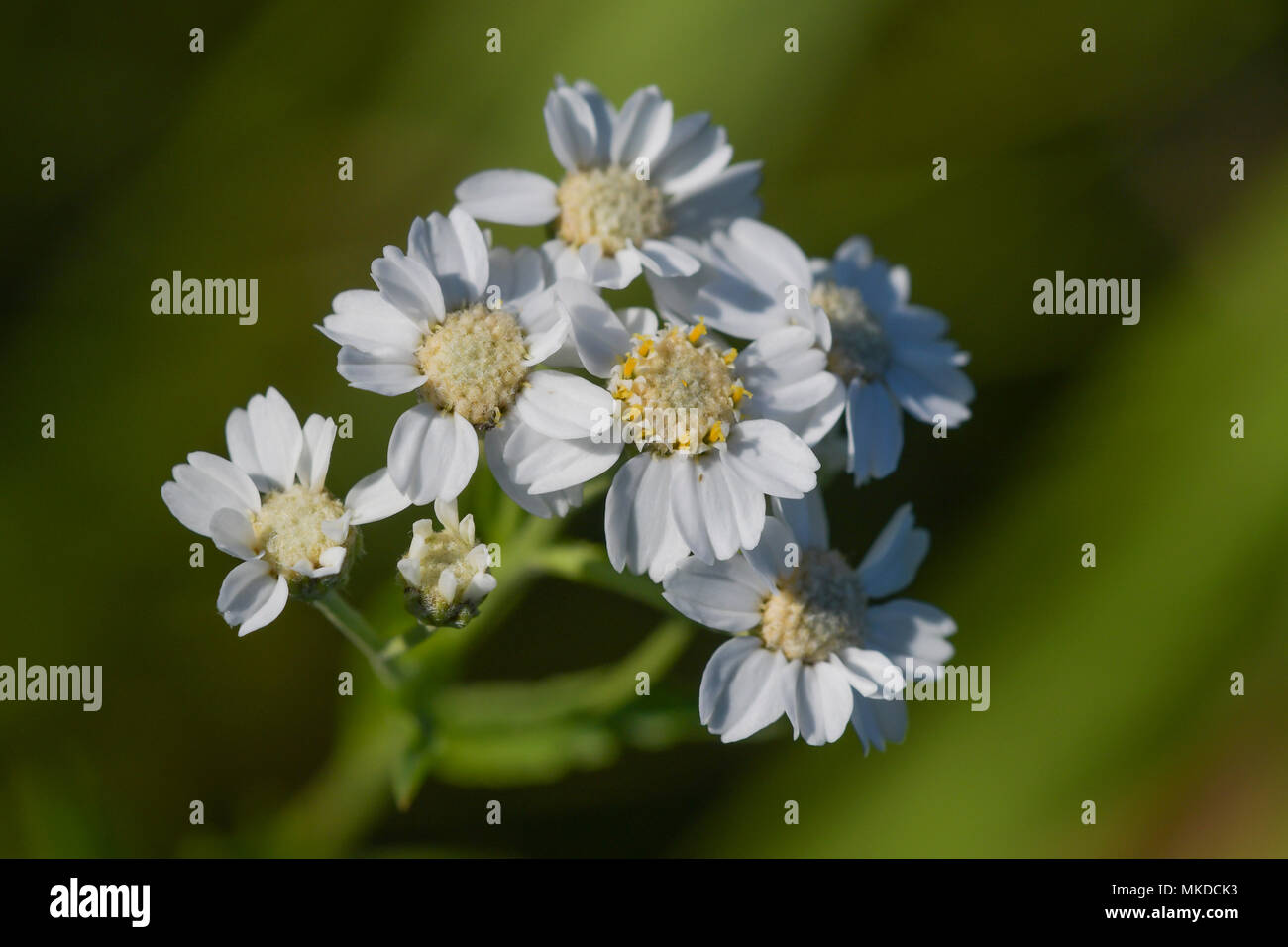Sneezewort (Achillea ptarmica) in a wet meadow in summer, Auvergne ...