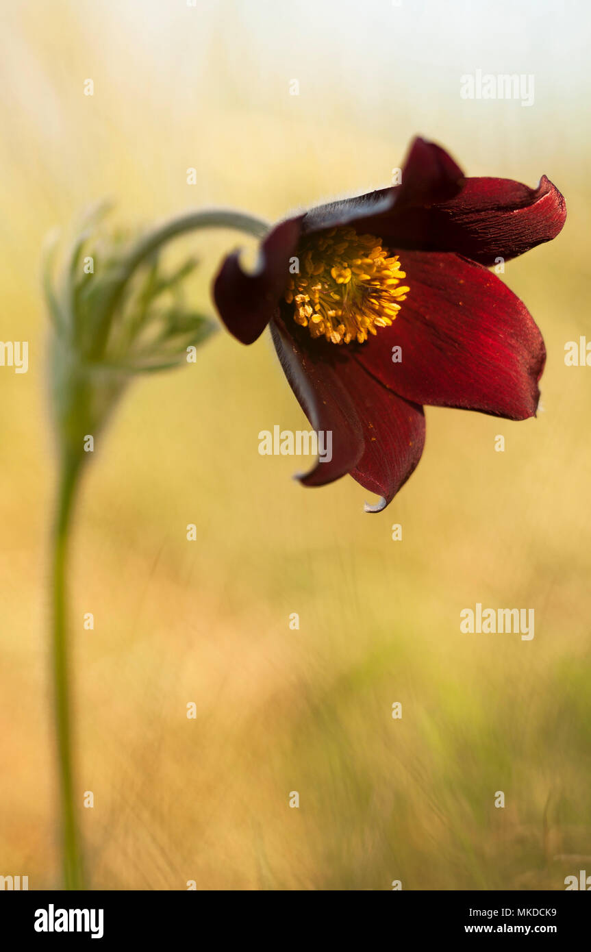 Red Pasque Flower (Pulsatilla rubra) against the light on an outcrop in ...