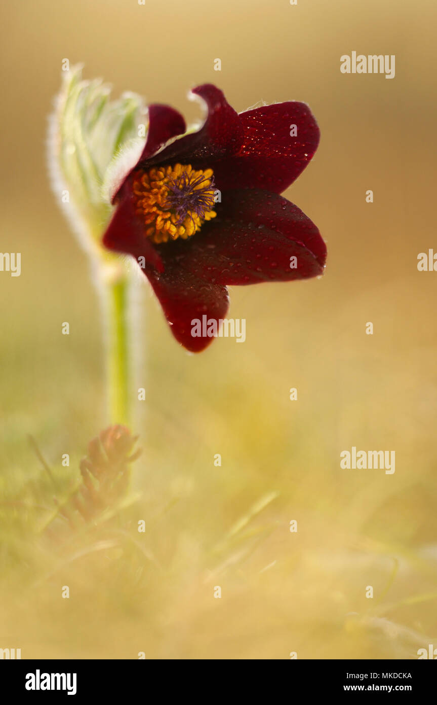 Red Pasque Flower (Pulsatilla rubra) against the light on an outcrop in ...