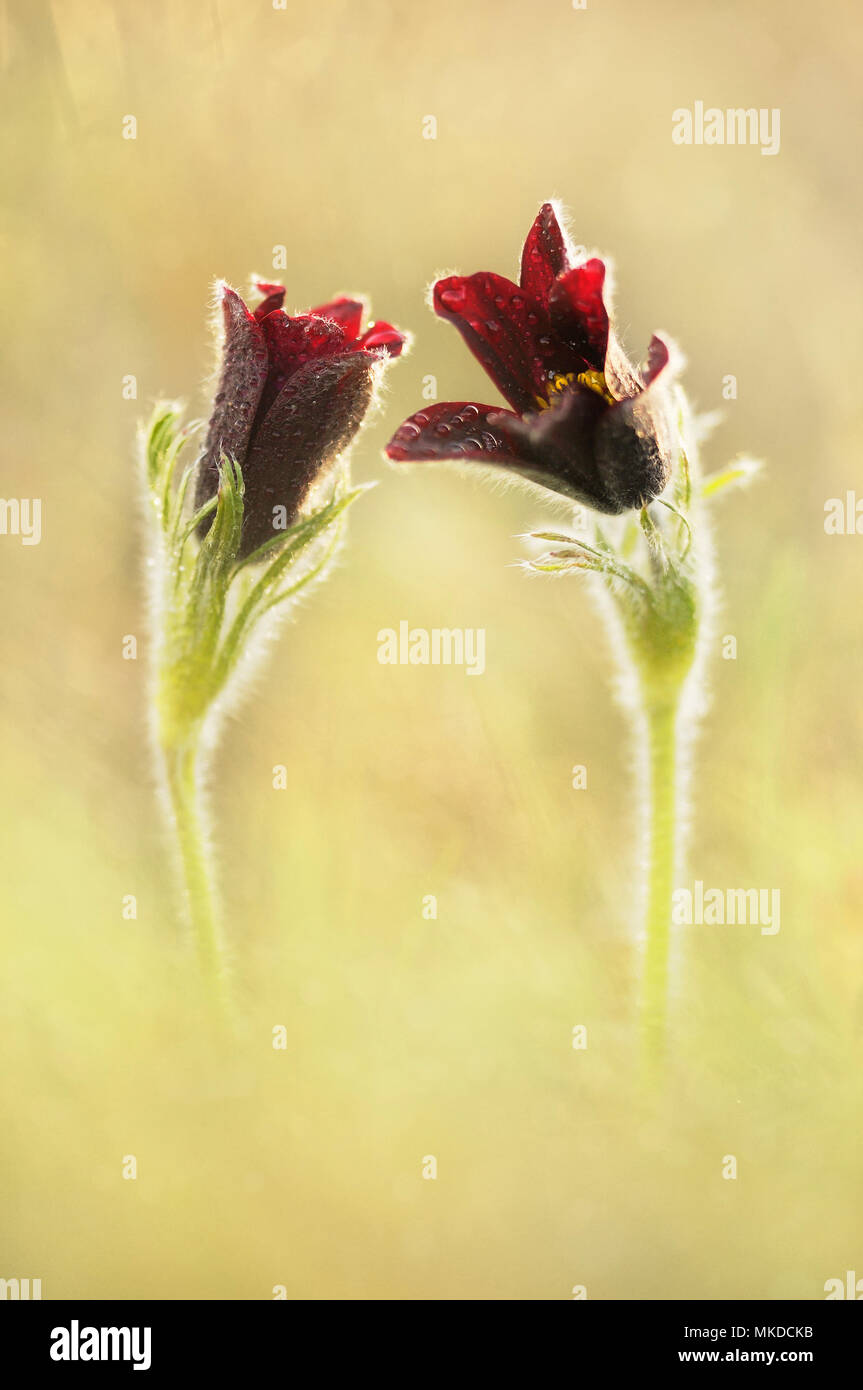 Red Pasque Flower (Pulsatilla rubra) after a spring rain, Auvergne ...