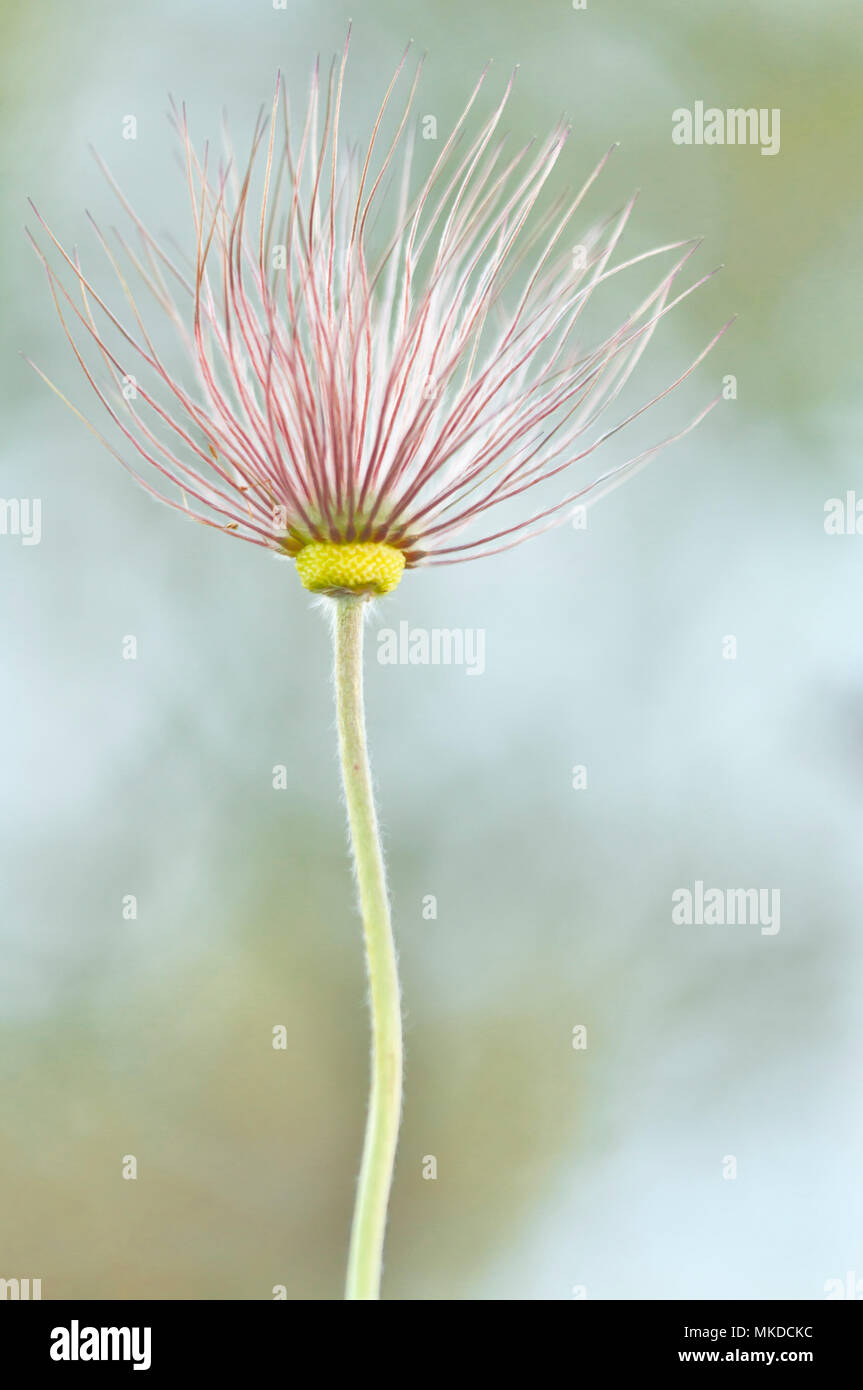 Pulsatilla rubra hi-res stock photography and images - Alamy