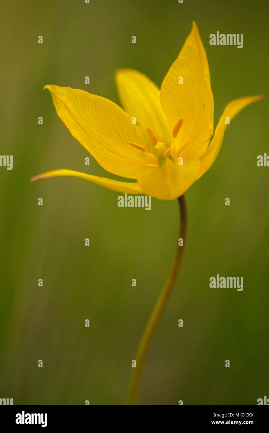 Wild Tulip (Tulipa sylvestris sylvestris) in April in an old field of ...