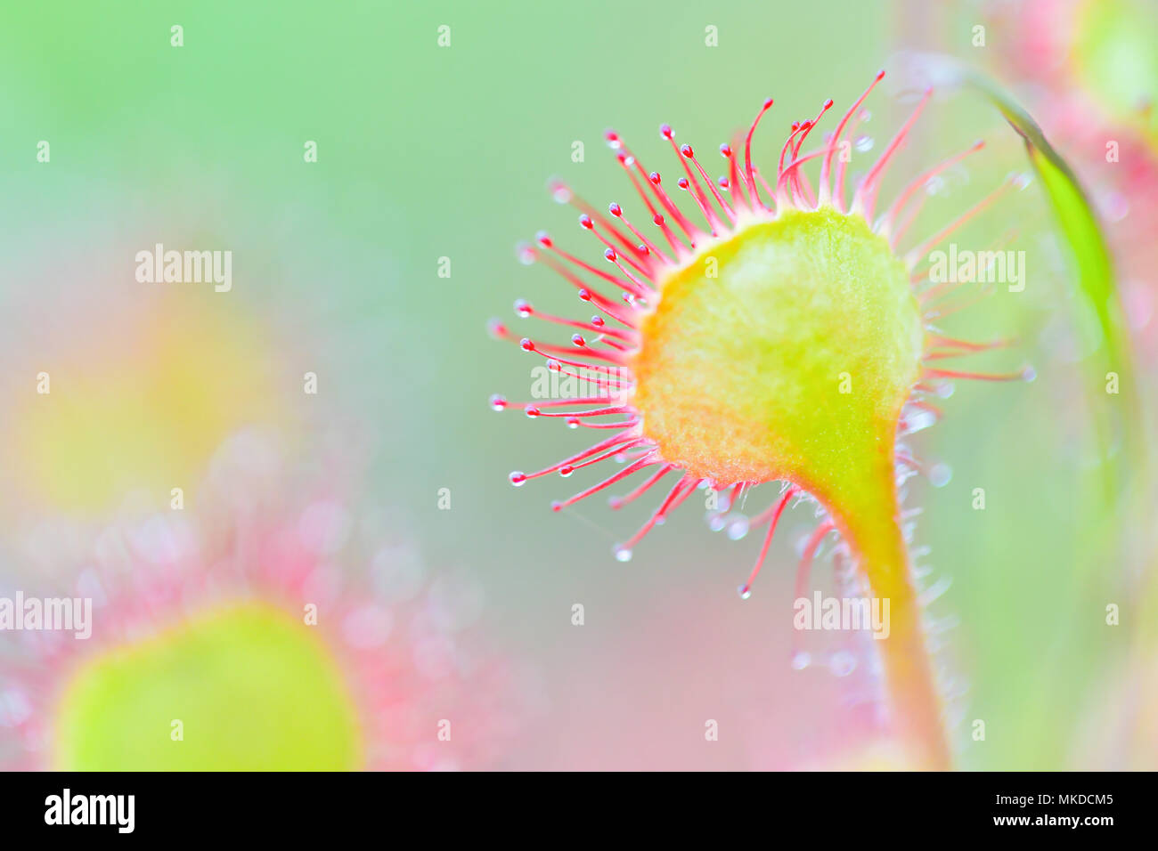 Round-leaved Sundew (Drosera rotundifolia), Auvergne, France Stock ...