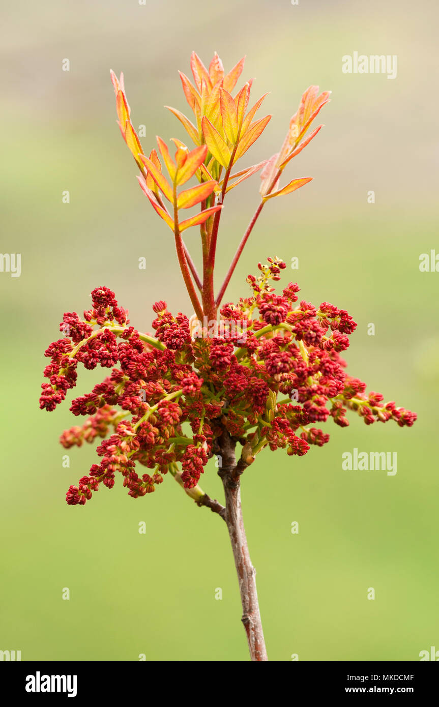 Terebinth (Pistacia terebinthus) in inflorescence with young leaves in ...