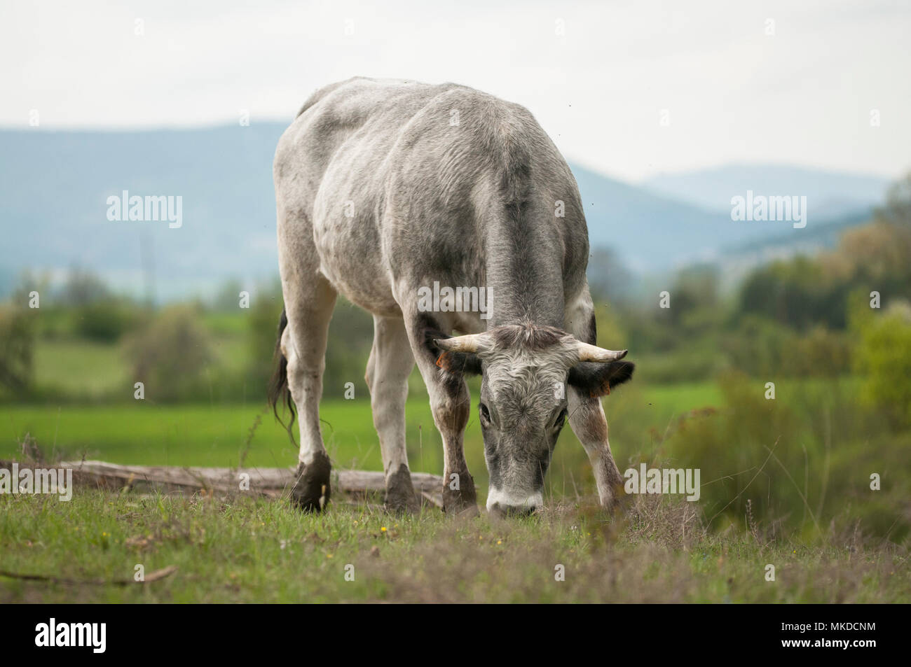 Gascon cow grazing in a mountain pasture in the spring. France Stock ...
