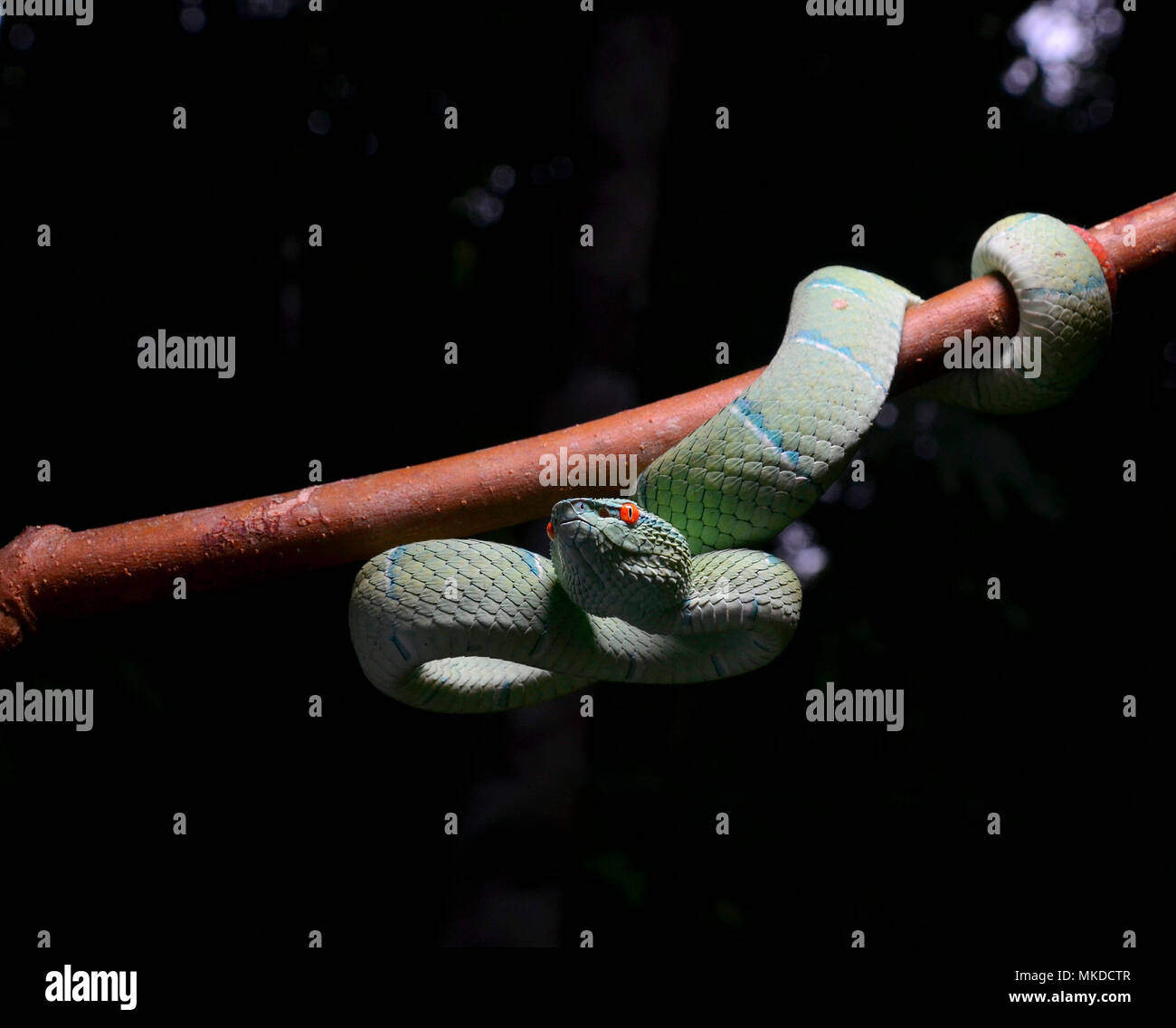 Bornean keeled Pit Viper (Tropidolaemus subannulatus) from Bohol ...