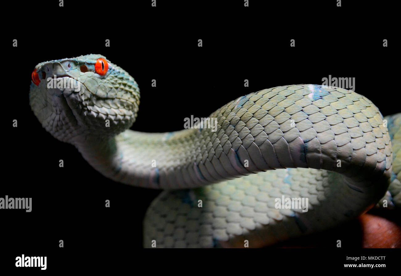 Bornean keeled Pit Viper (Tropidolaemus subannulatus) from Bohol ...