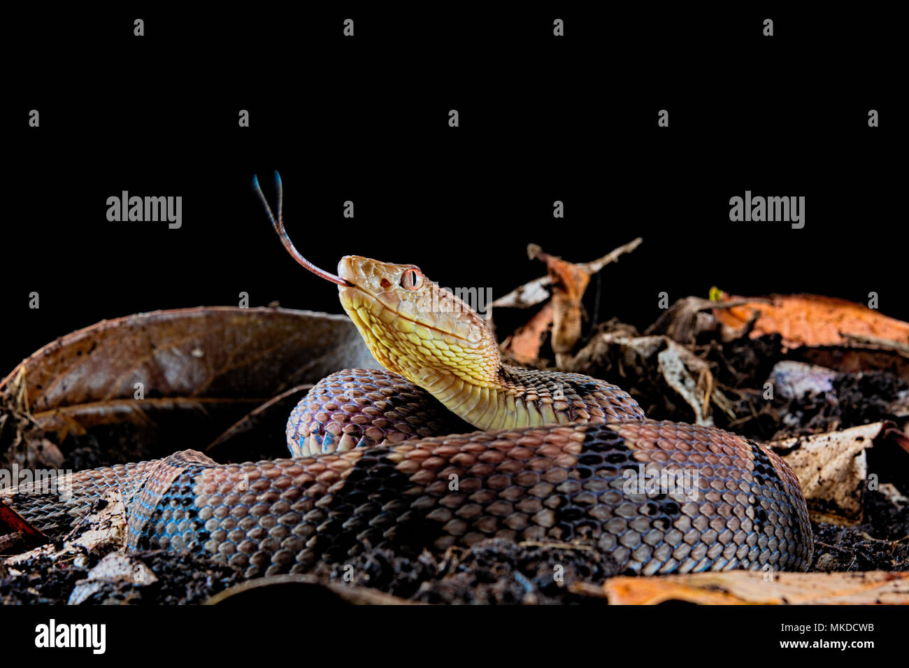Bothrops hi-res stock photography and images - Alamy