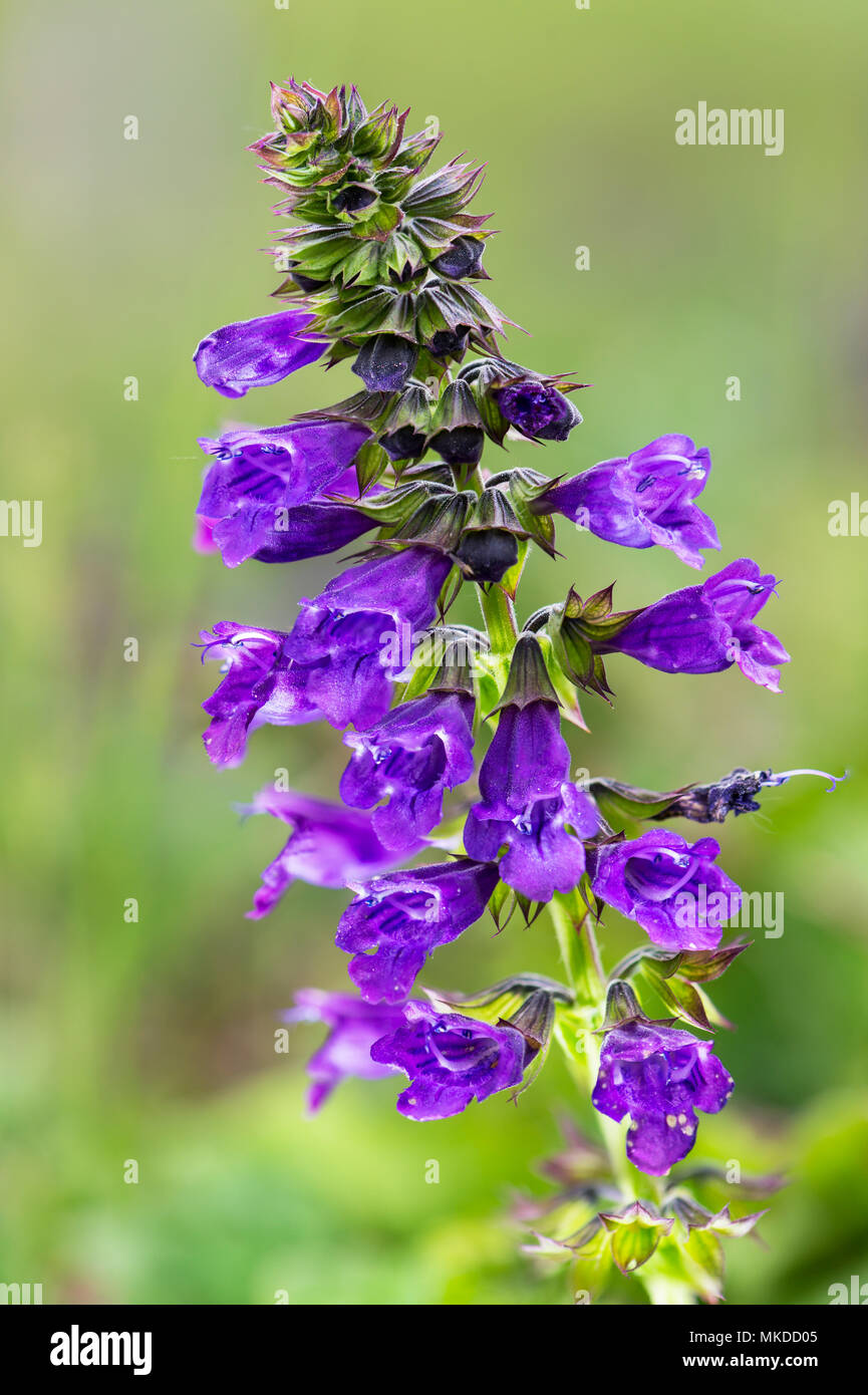 Pyrenean Dead-Nettle (Horminum pyrenaicum) flowers, Savoie, Alps ...