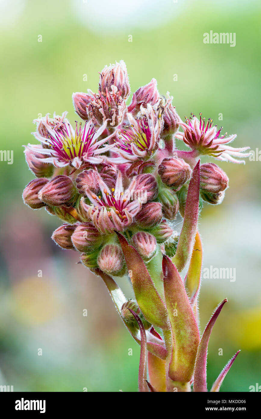 Common Houseleek (Sempervivum tectorum) flowers, Vanoise, Alps, France ...