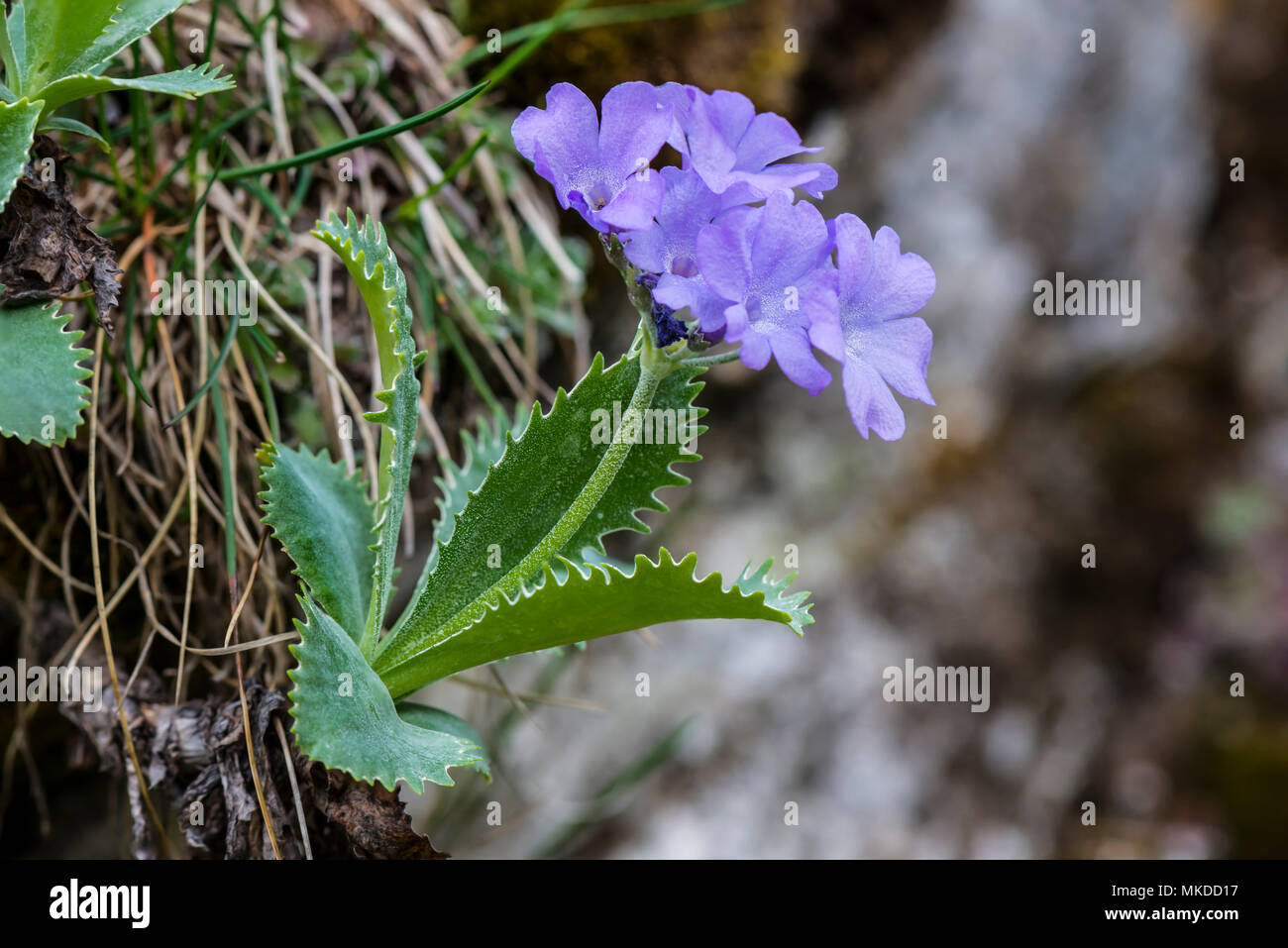 Silver-edged Primrose (Primula marginata); Queyras, Alps, France Stock ...