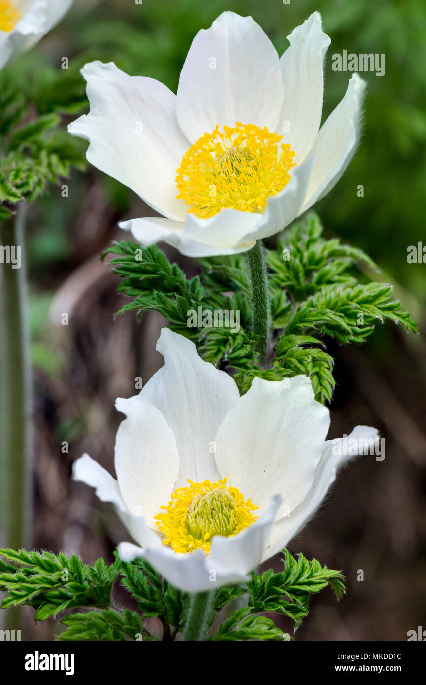 Alpine Pasqueflower (Pulsatilla alpina) flowers, Queyras, Alps, France ...
