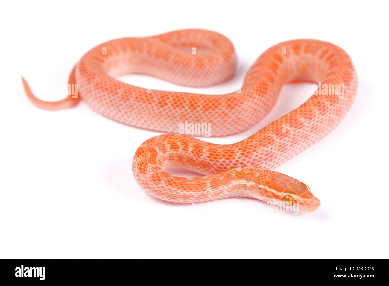 Cape house snake (Boaedon capensis) albino on white background Stock ...