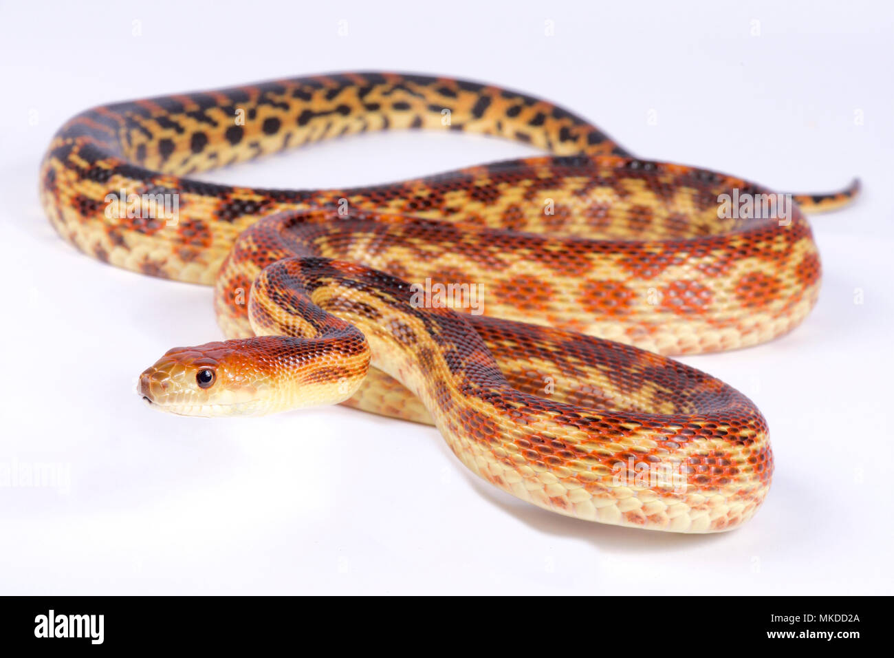 Cape gopher snake (Pituophis vertebralis) on white background Stock ...