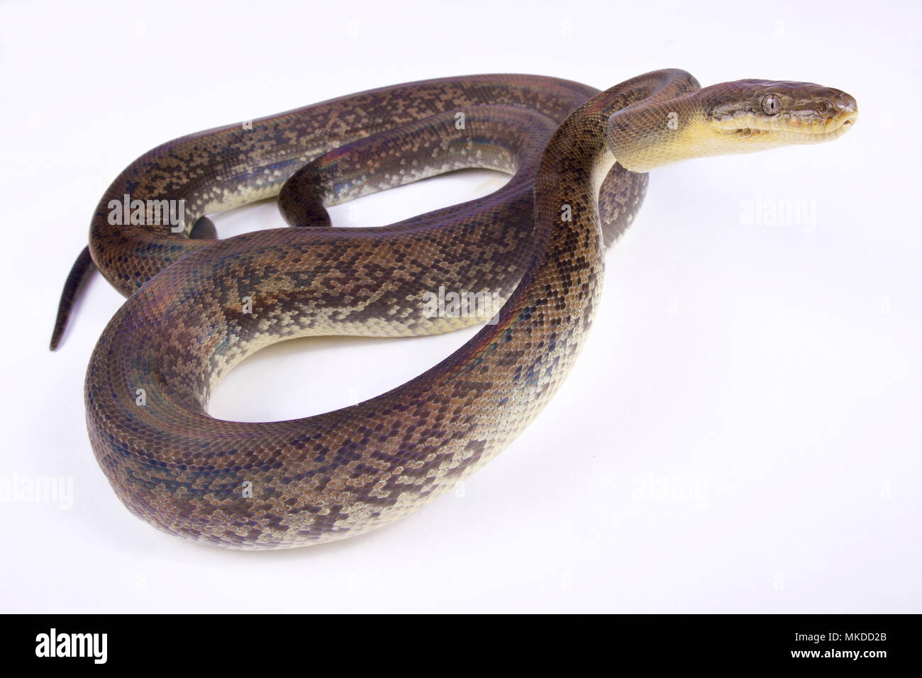 Macklots python liasis mackloti hi-res stock photography and images - Alamy