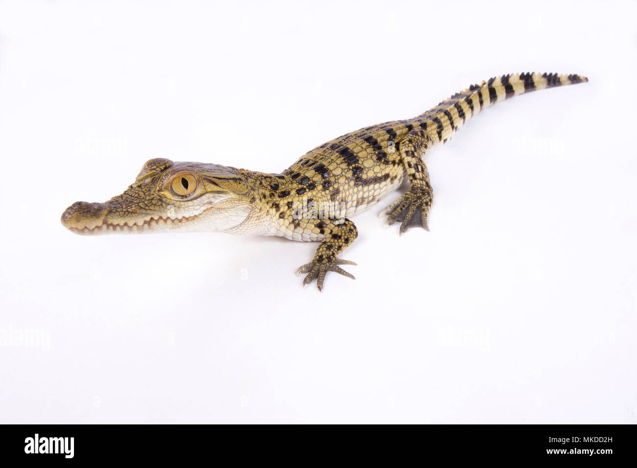 Philippine Crocodile Baby
