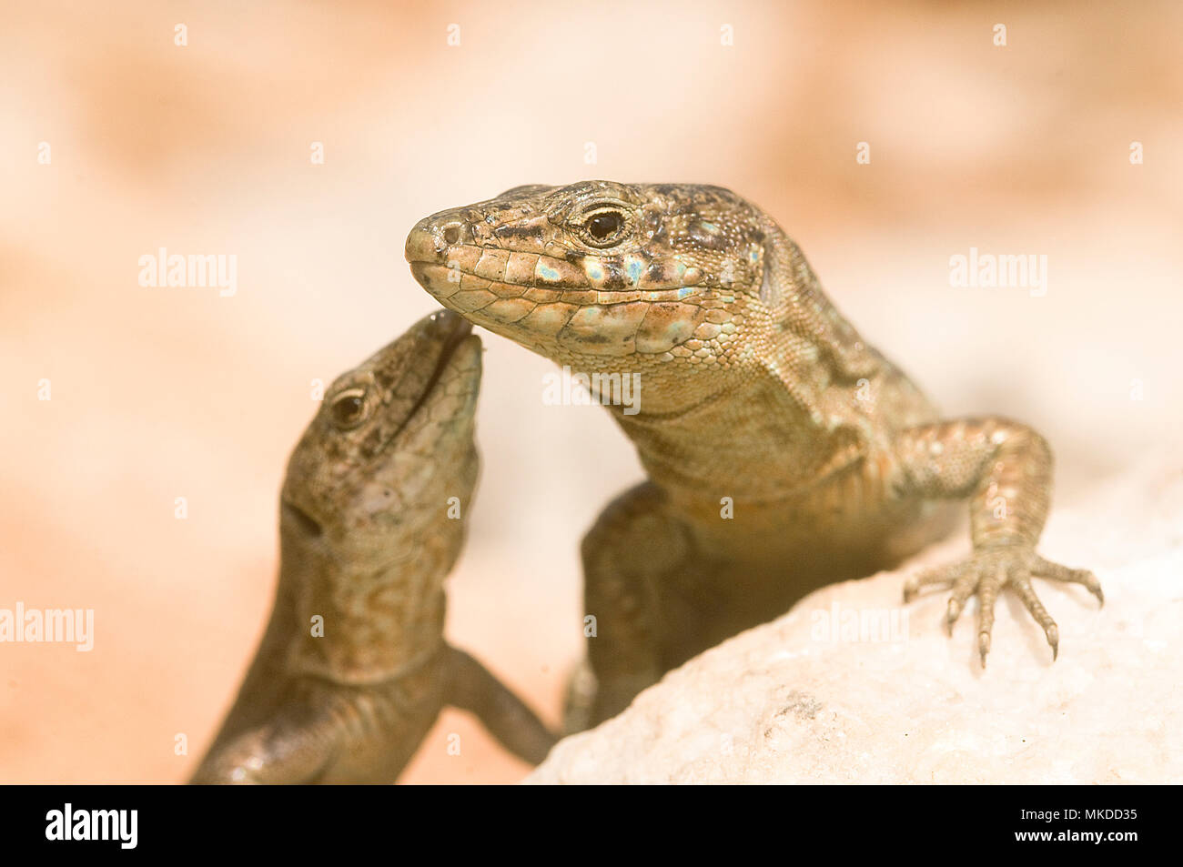 Balearic Wall Lizard Podarcis Lilfordi High Resolution Stock ...