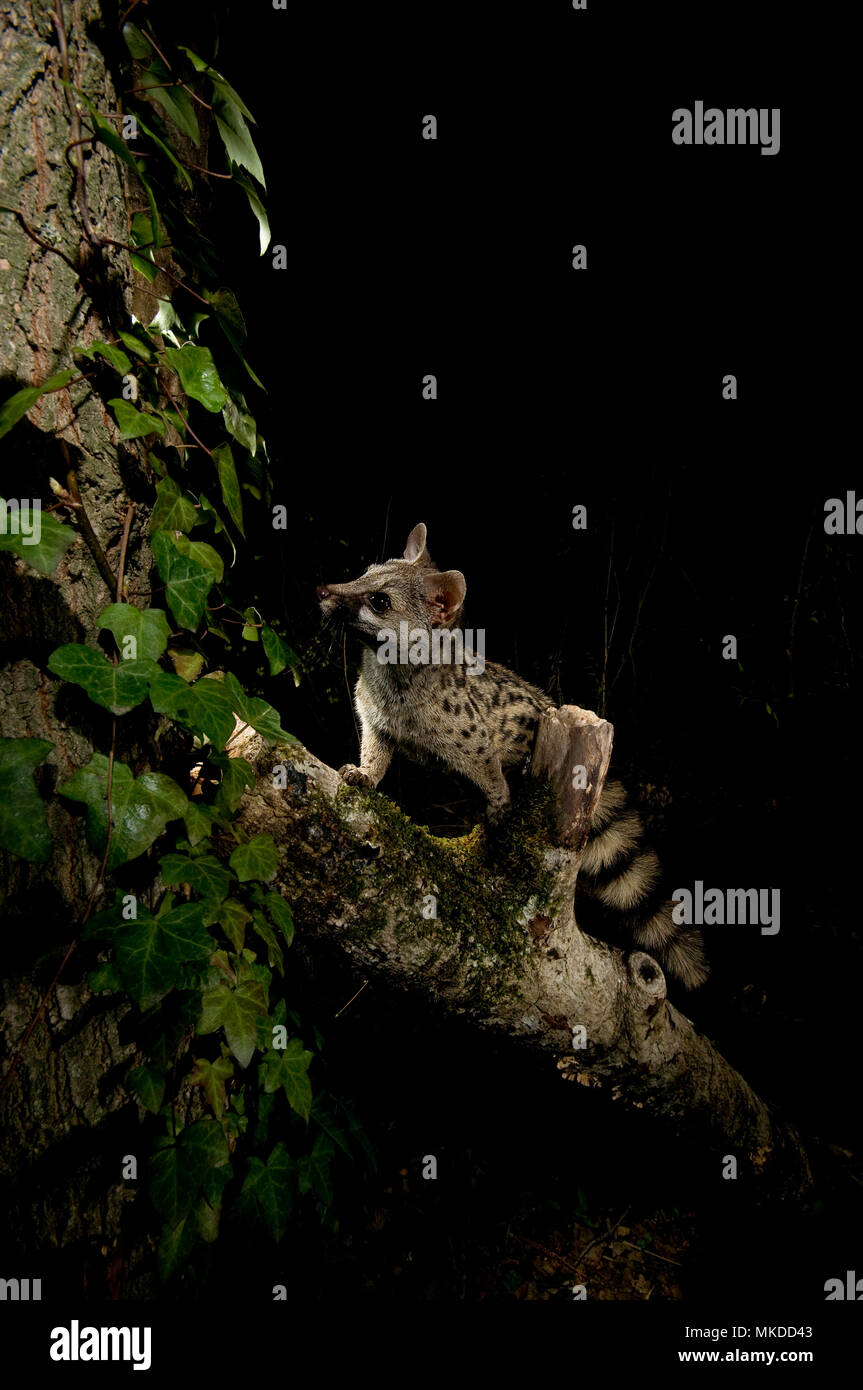 A wild Genet (Genetta genetta), looking for asleep birds in the trees ...