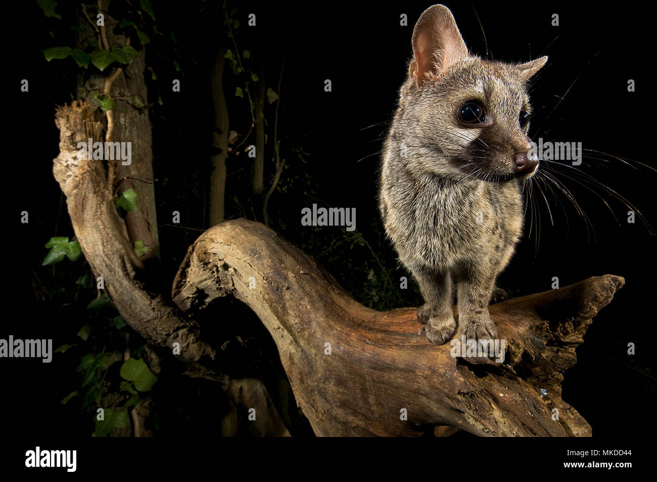 Small Spotted Genet Genetta Genetta High Resolution Stock Photography ...